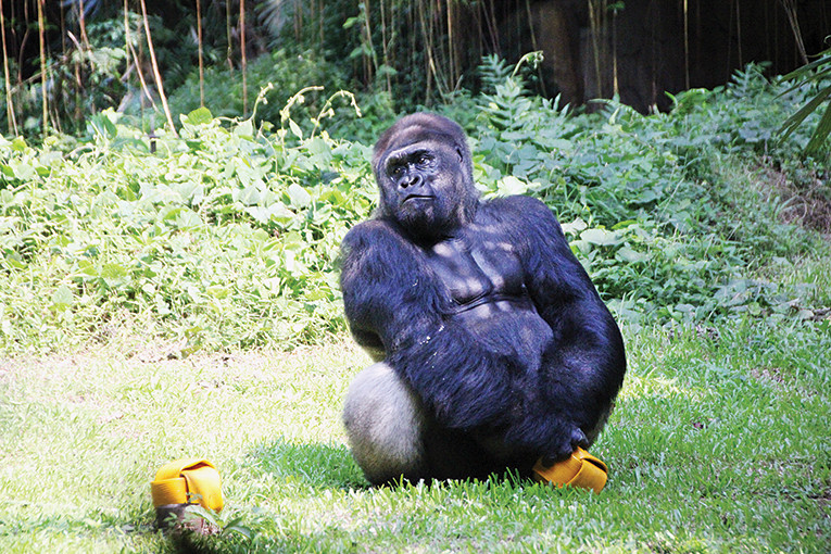 Barter Komodo KBS dan Gorila Ragunan