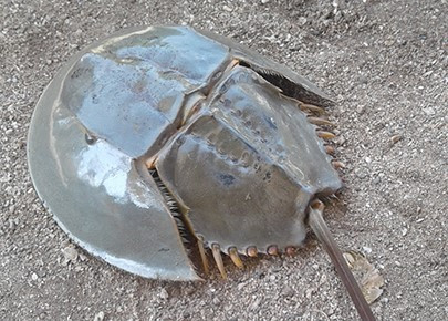 Mimi Mintuna untuk Pengobatan Covid-19