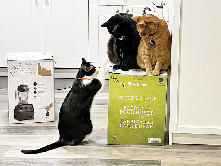 Tiga Kucing Sandera Blender